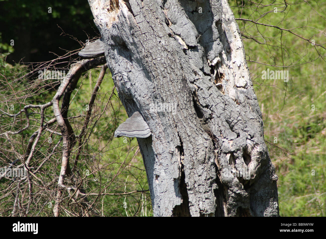 Rotten tree trunk hi-res stock photography and images - Alamy