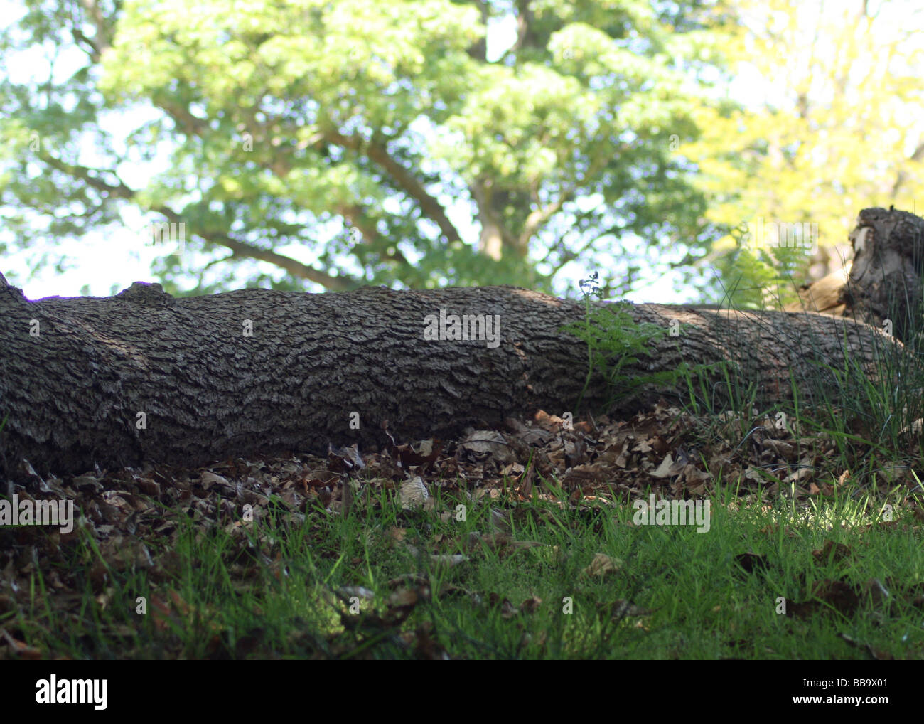 Kent fallen hi-res stock photography and images - Alamy