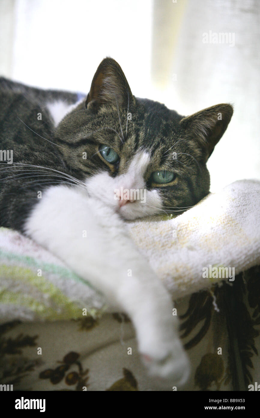 cat, feline, domestic short hair, white underside, green eyes, resting ...