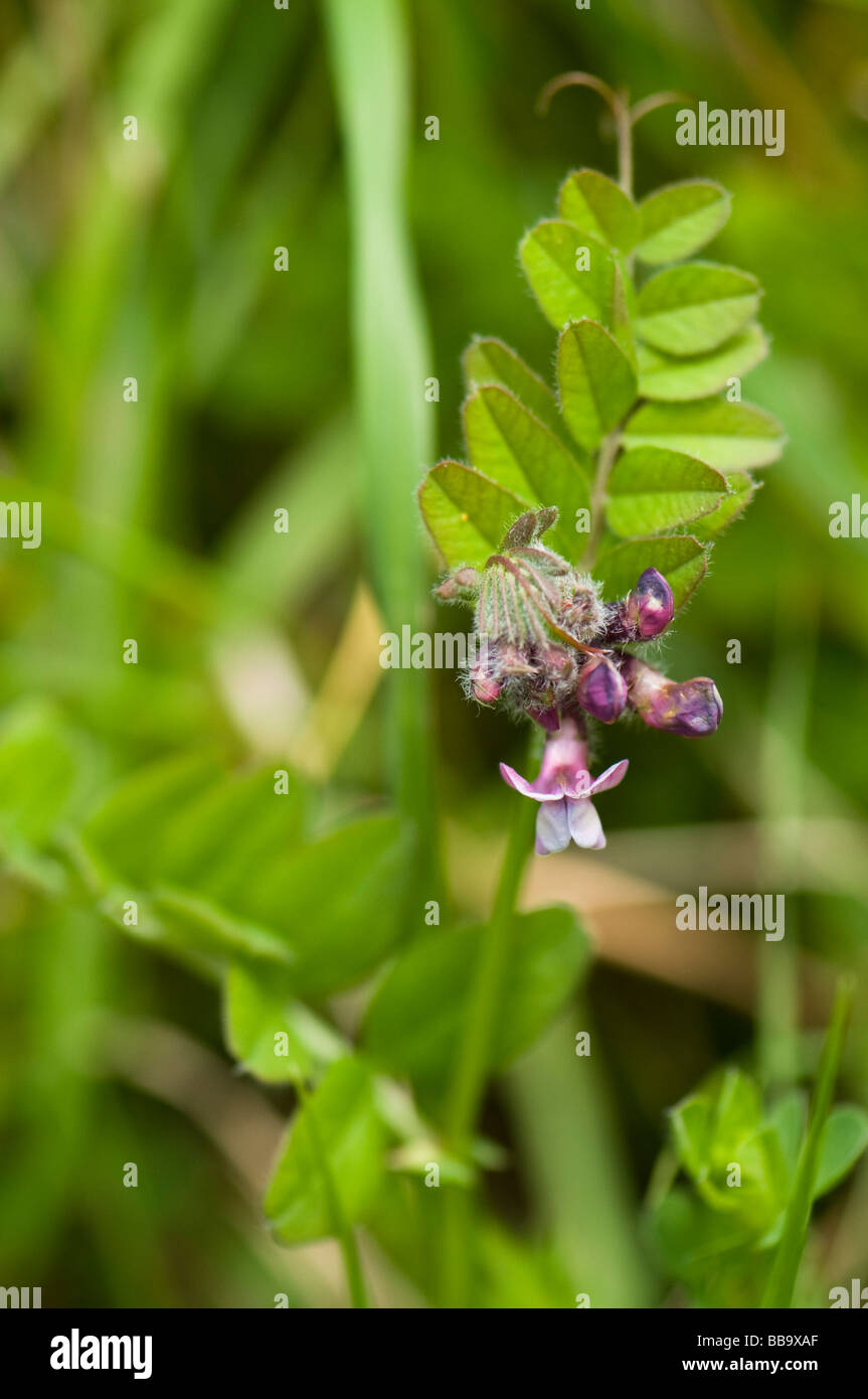 Pink vetch wildflower uk hi-res stock photography and images - Alamy