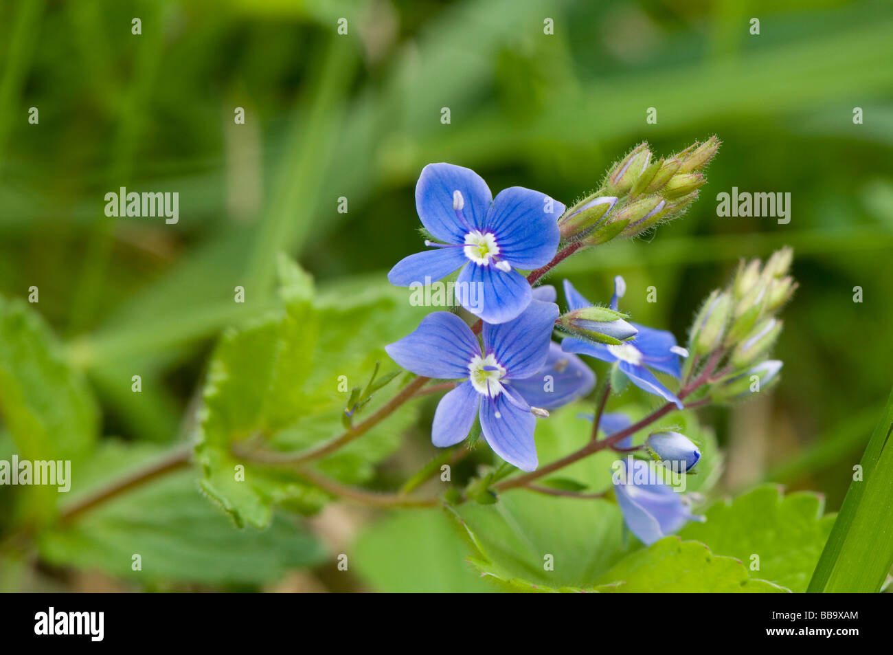 Germander Speedwell Veronica chamaedrys Stock Photo - Alamy