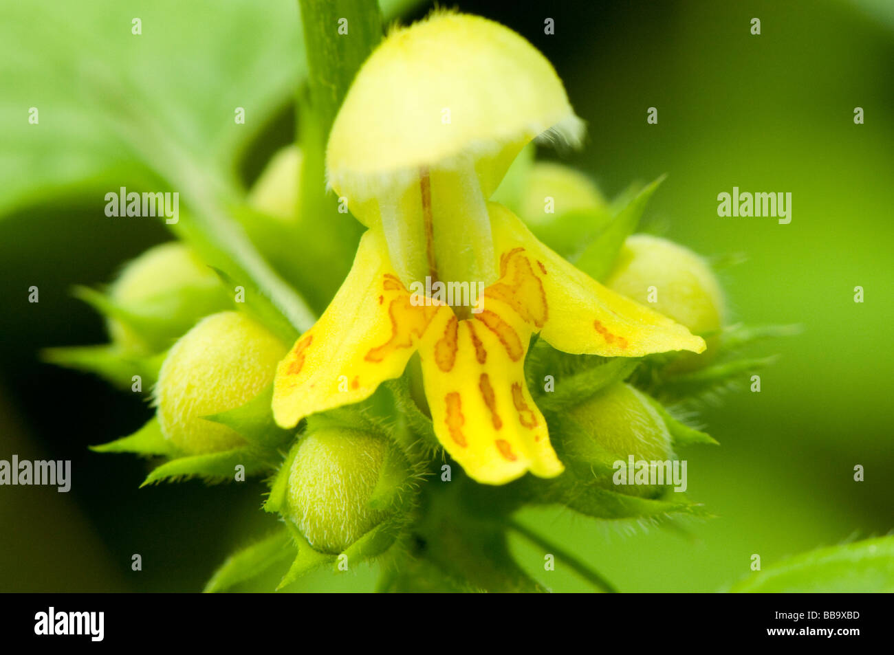 Yellow archangel Lamiastrum galeobdolon Stock Photo - Alamy