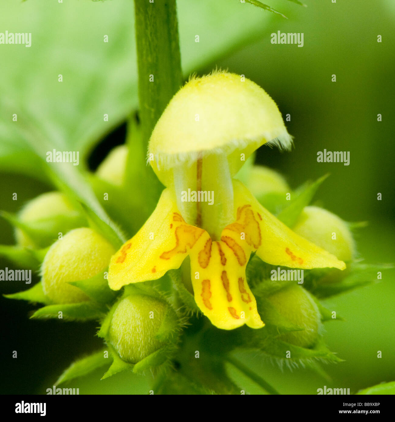 Yellow archangel Lamiastrum galeobdolon Stock Photo - Alamy