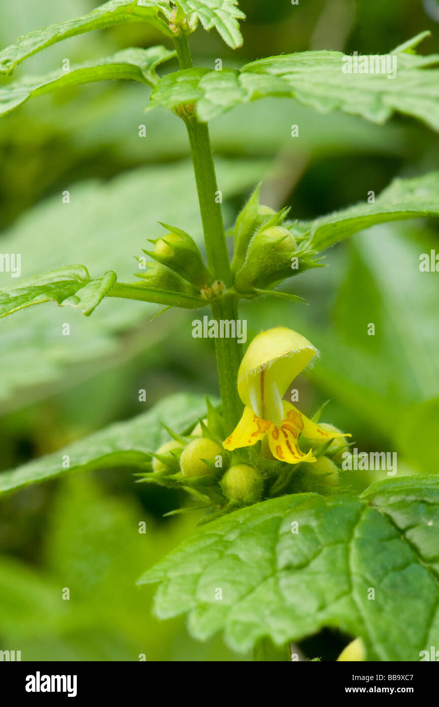 Yellow archangel Lamiastrum galeobdolon Stock Photo - Alamy