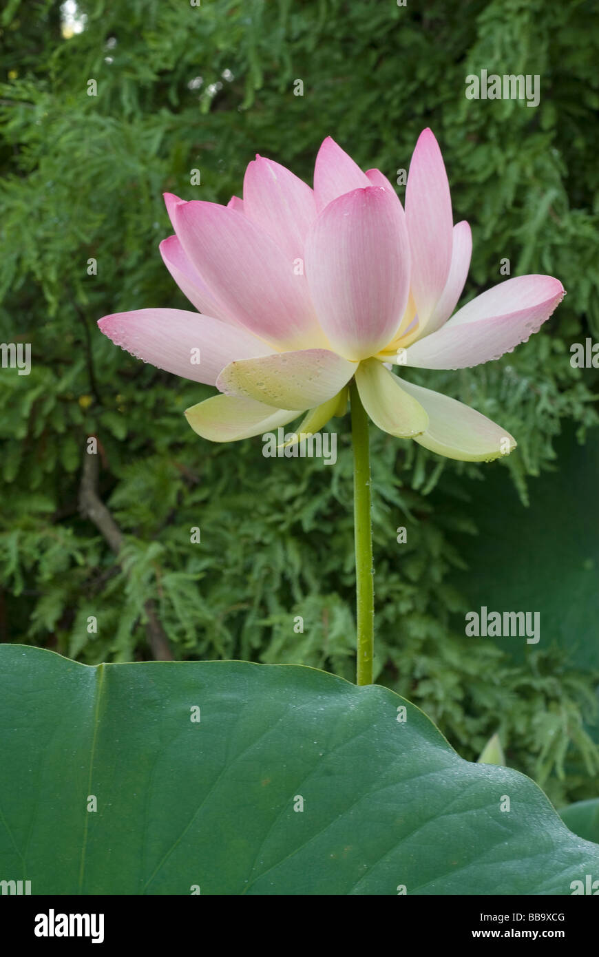 Nelumbonaceae hi-res stock photography and images - Alamy