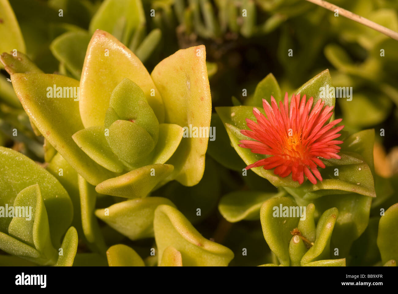 Ice Plant, Baby Sun Rose (Aptenia cordifolia), Aizoaceae Stock Photo ...