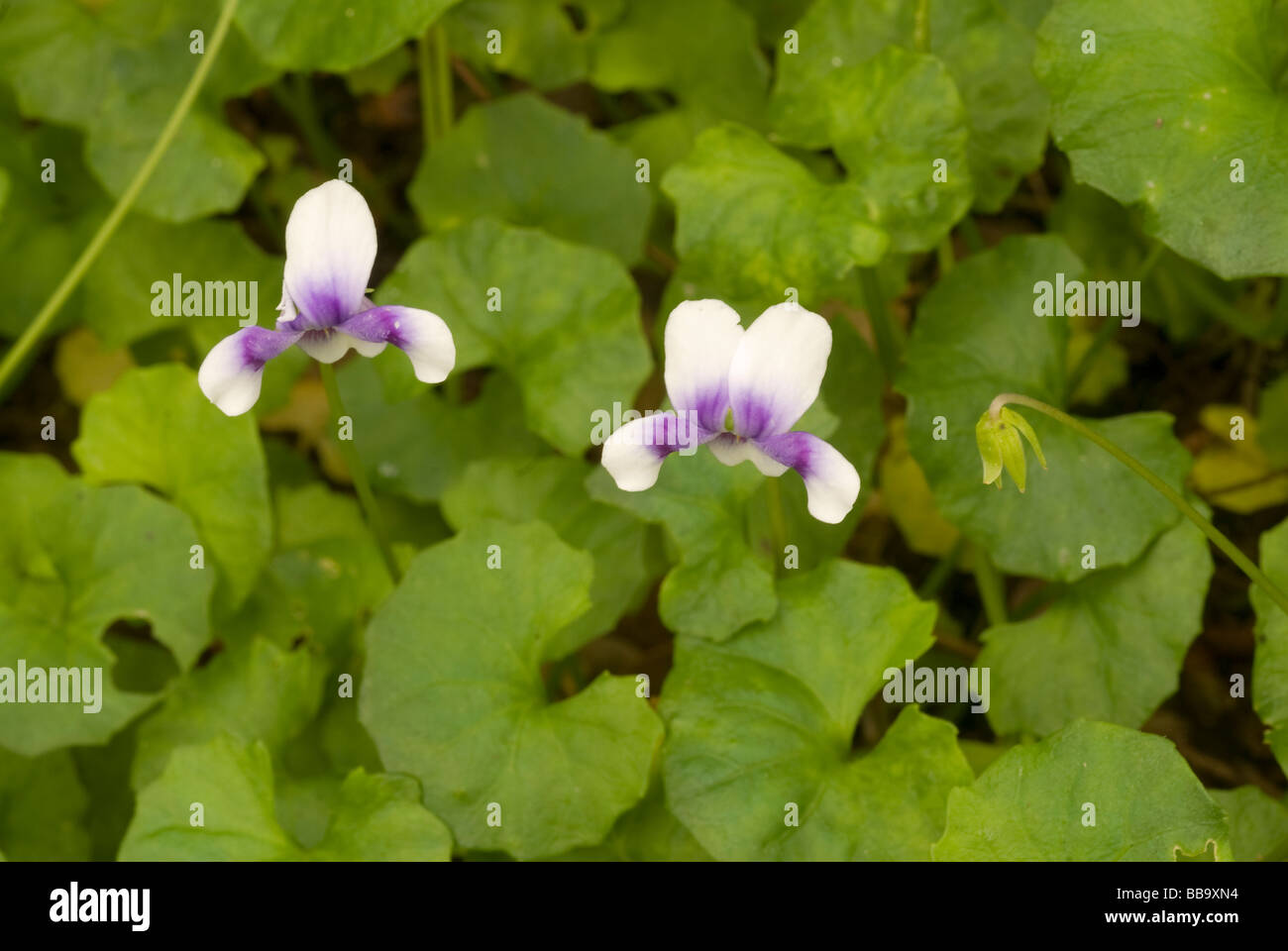 Violaceae hi-res stock photography and images - Alamy