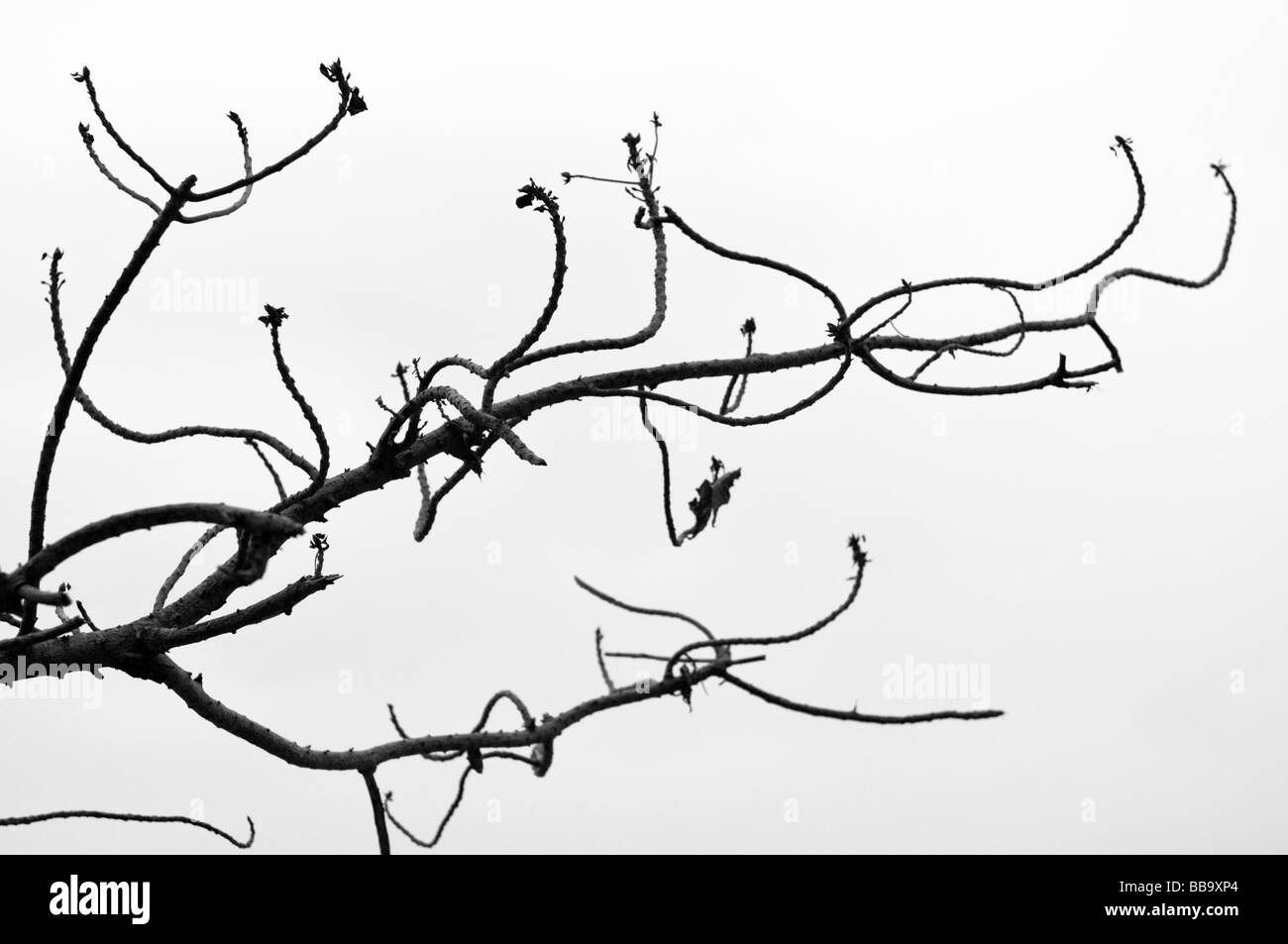 Curling branches hi-res stock photography and images - Alamy