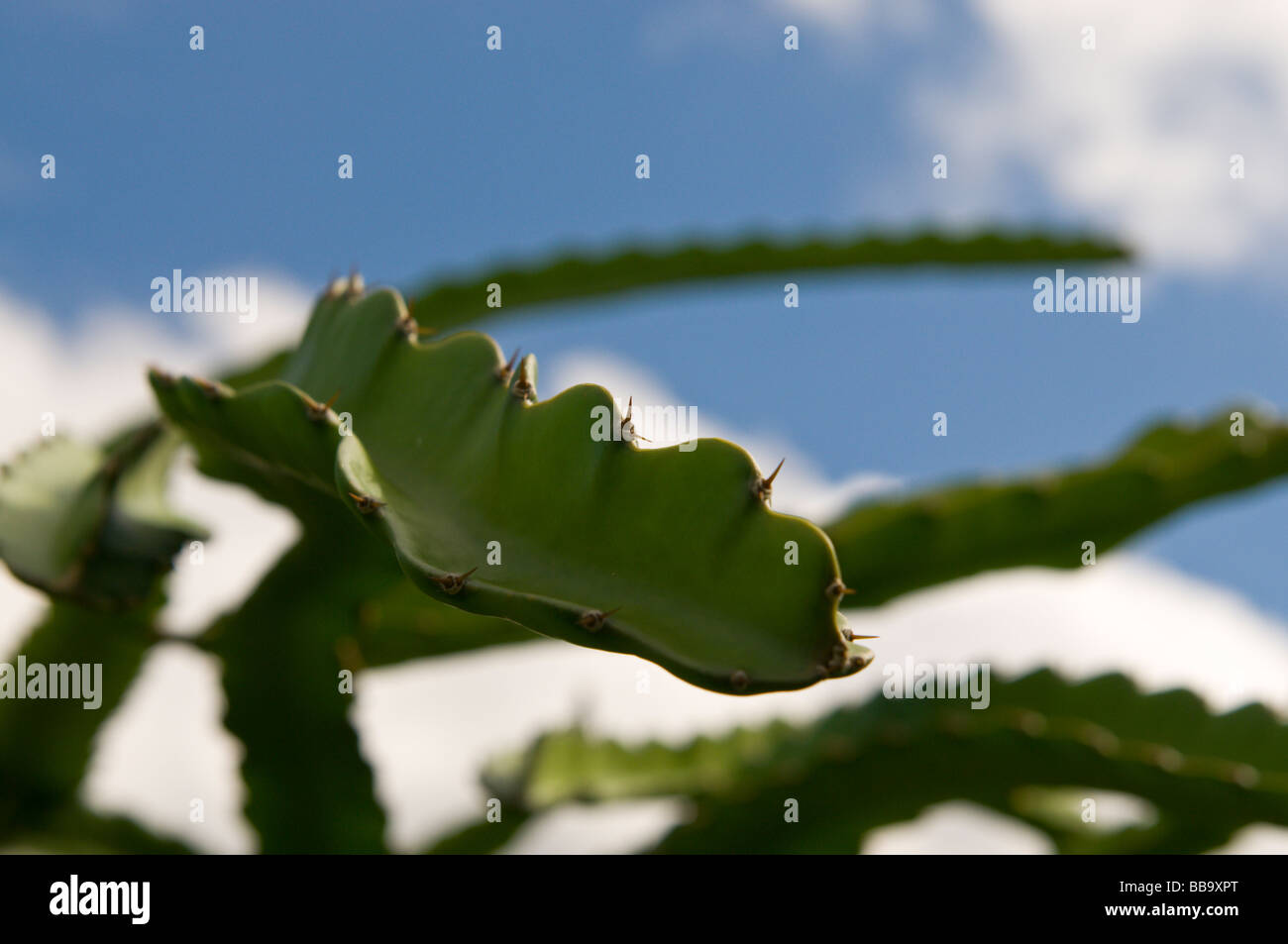 Alien cactus hi-res stock photography and images - Alamy