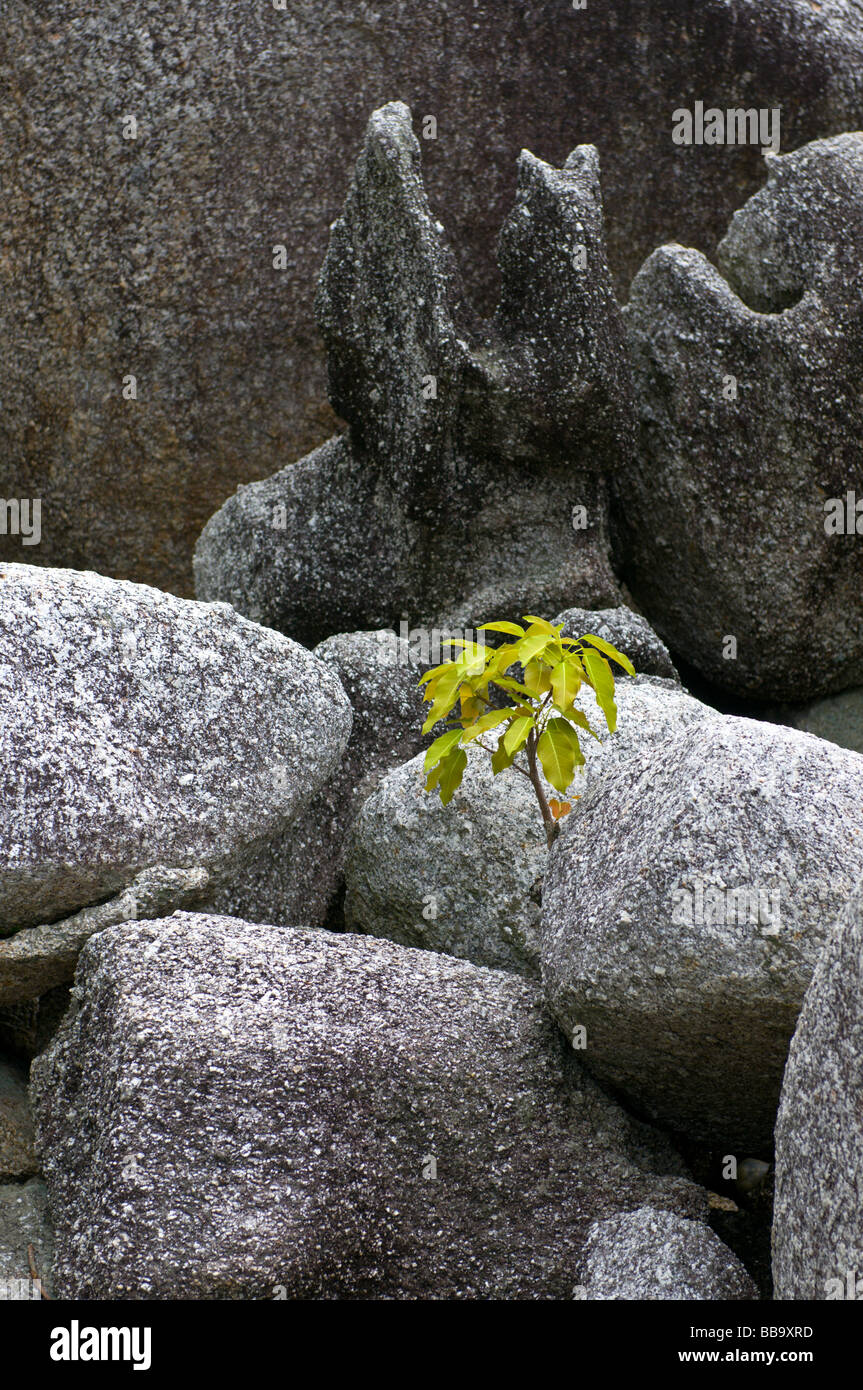 Green plant surviving among rock outcrop Stock Photo - Alamy