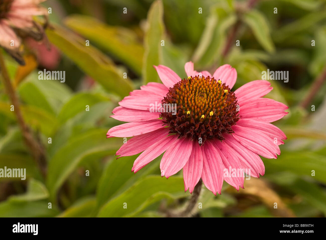 Echinacea purpurea pixie meadowbrite hi-res stock photography and ...