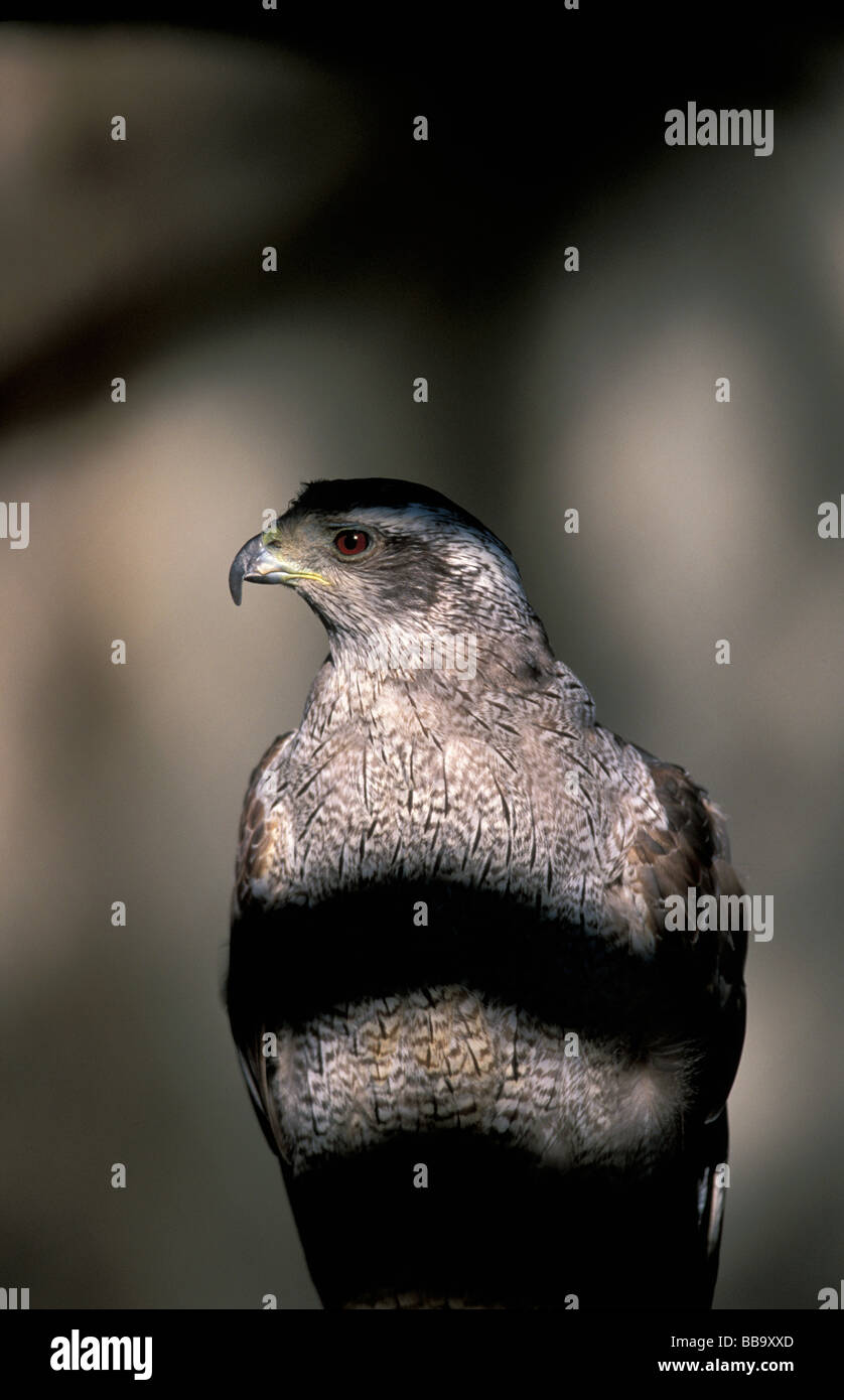 Hawk profile hi-res stock photography and images - Alamy