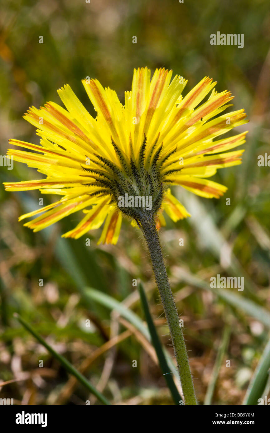 Mouse-ear Hawkweed Stock Photo - Alamy