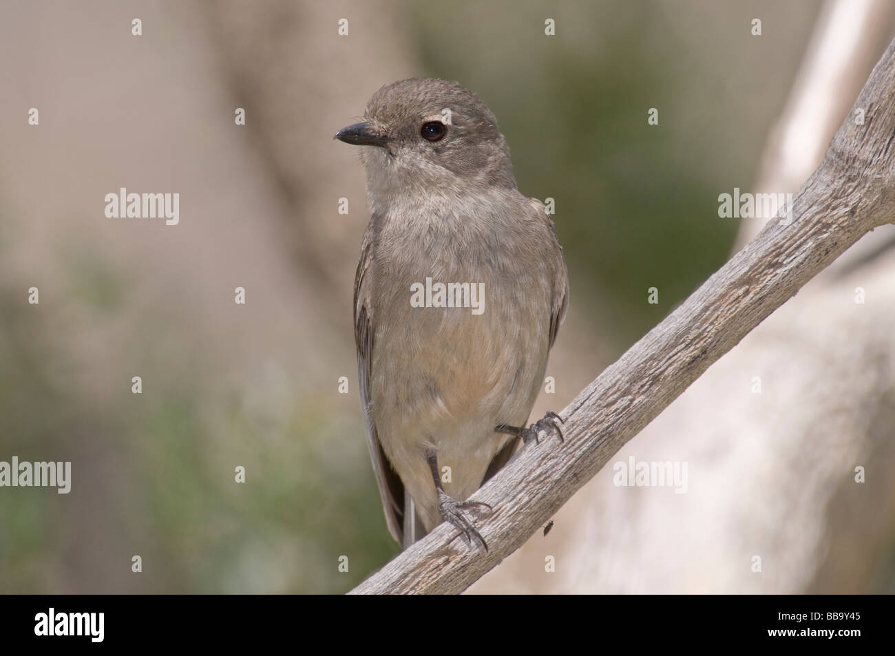 Female rufous whistler 'Pachycephala rufiventris' Stock Photo - Alamy