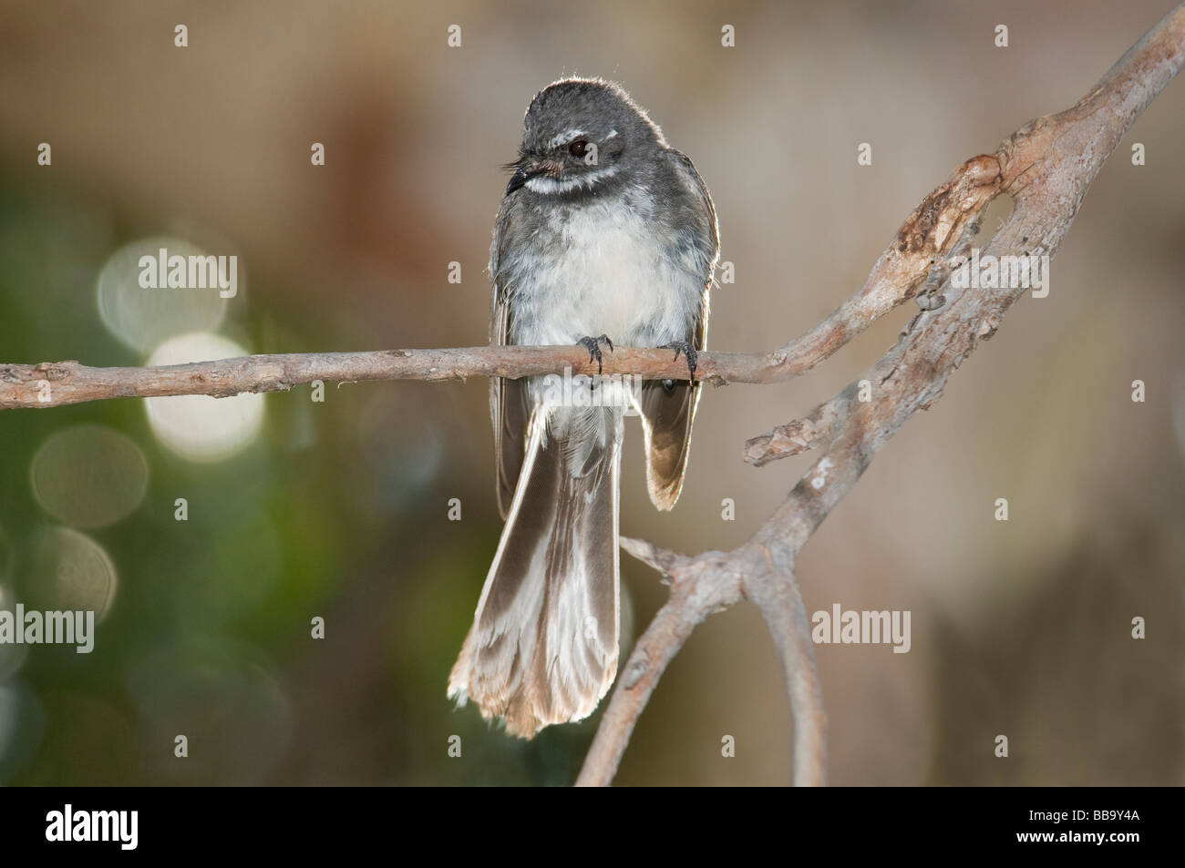 The Grey Fantail High Resolution Stock Photography and Images - Alamy