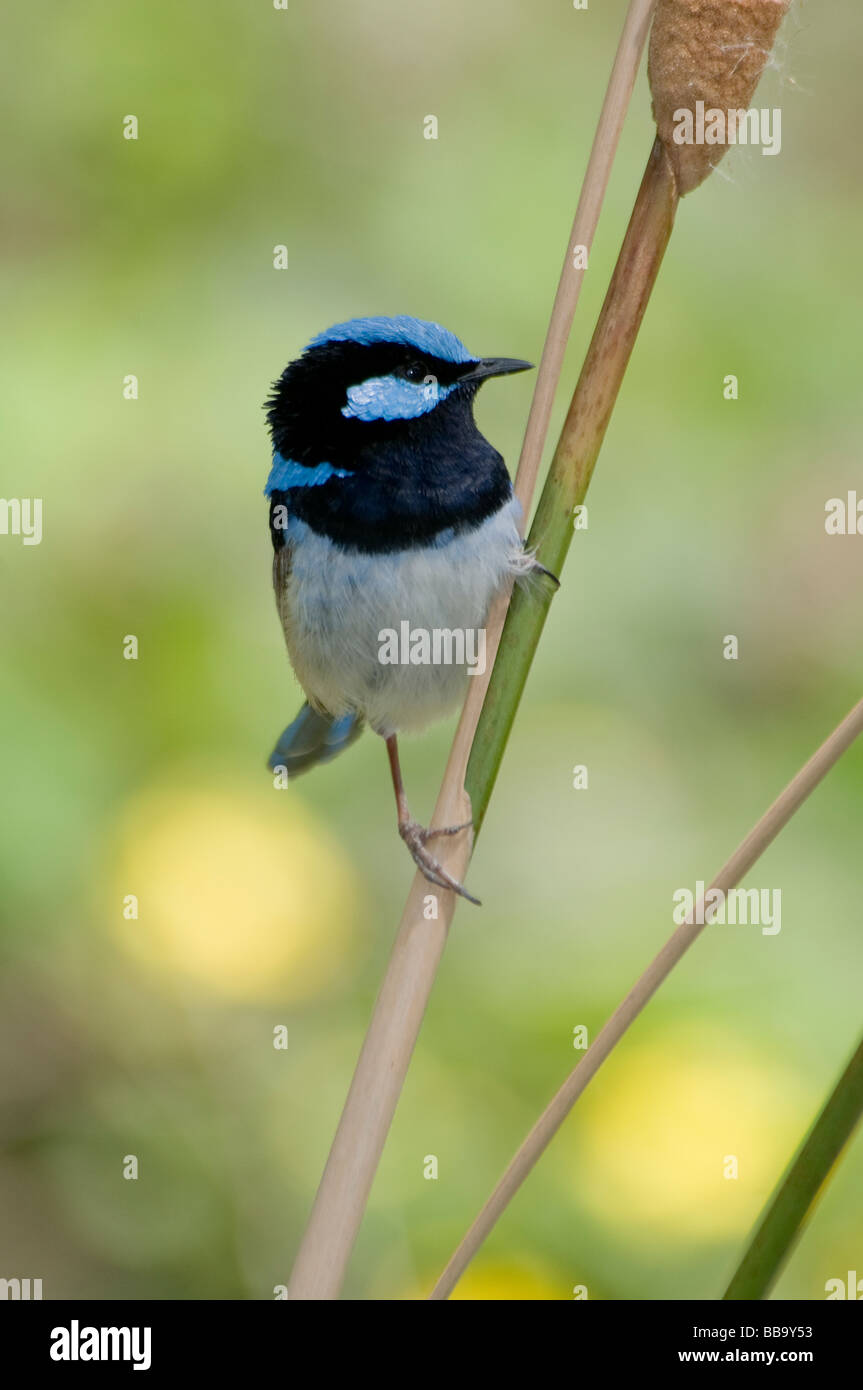 Superb blue wren, Malurus cyaneus, South Australia Stock Photo - Alamy