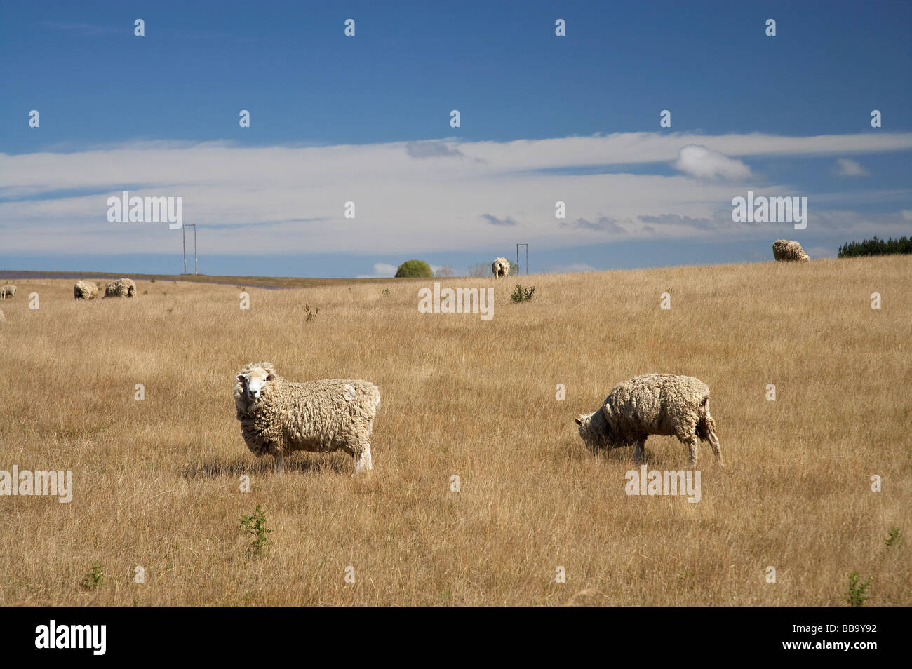 Dry summer field with sheep hi-res stock photography and images - Alamy