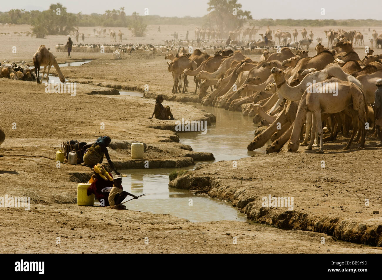 Gabbra people watering camels and goats at North Horr northern Kenya ...