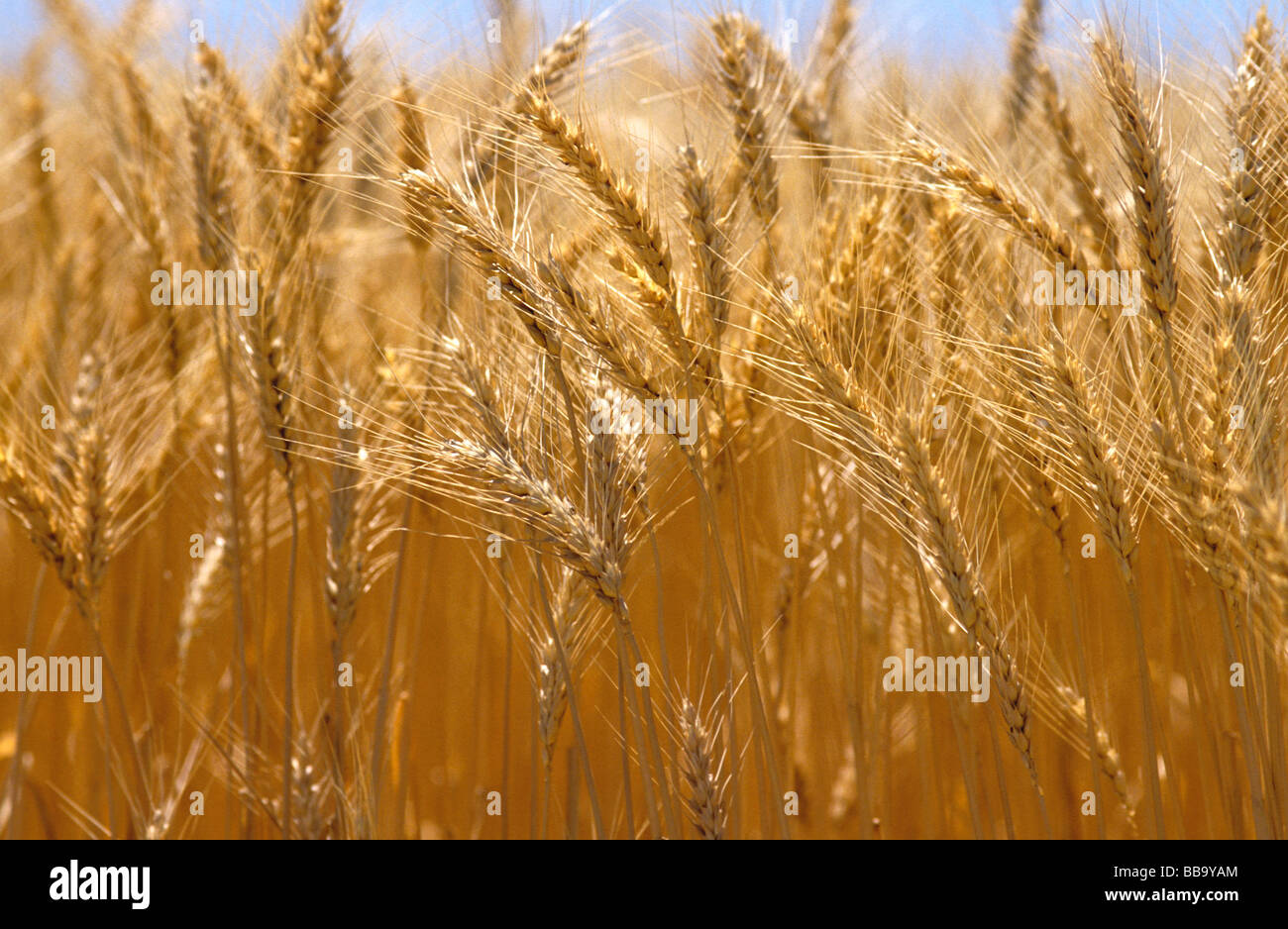 Wheat field australia hi-res stock photography and images - Alamy