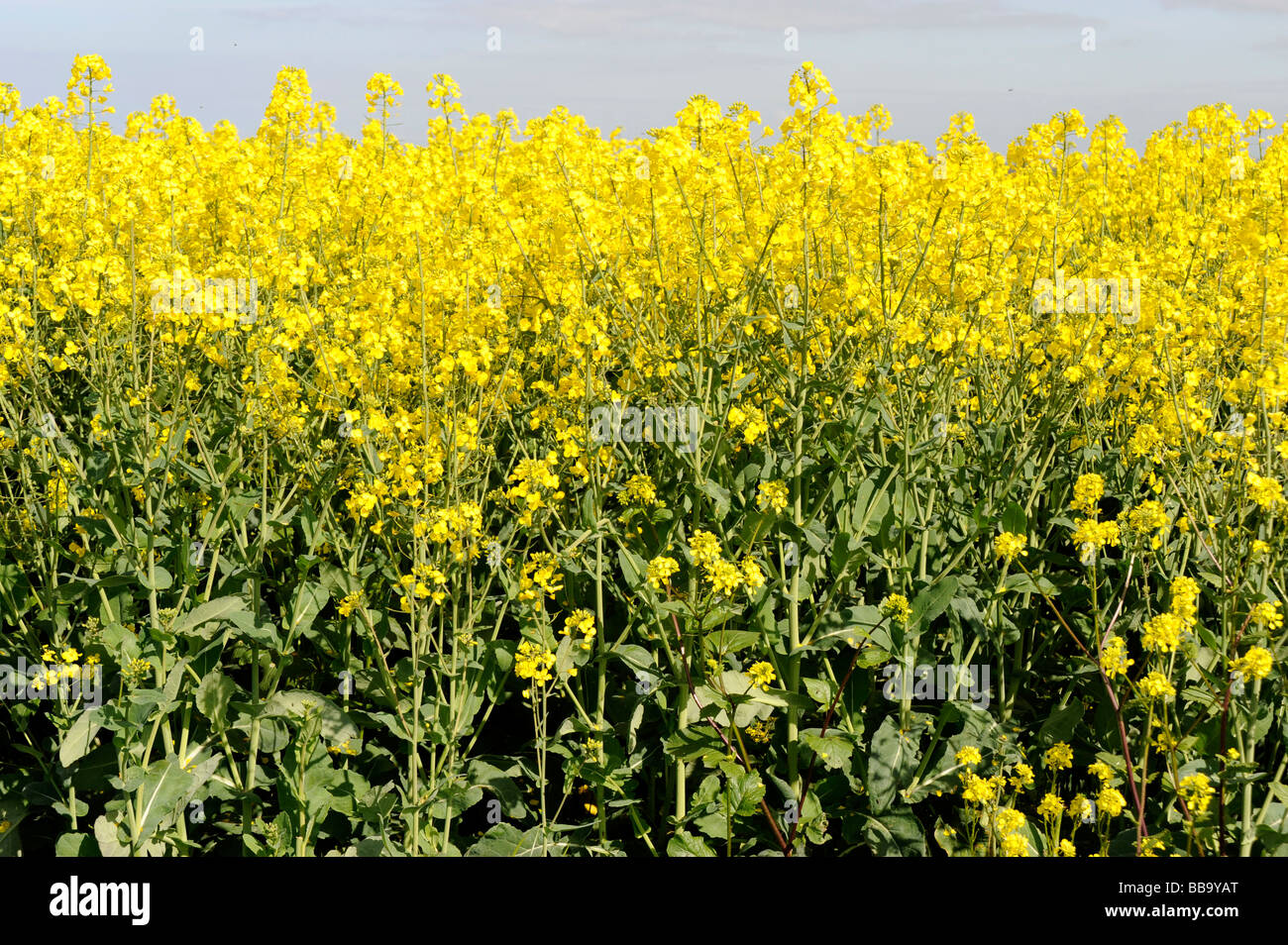 Colza field at Longues-sur-Mer,Calvados,Normandie,Normandy,France Stock ...