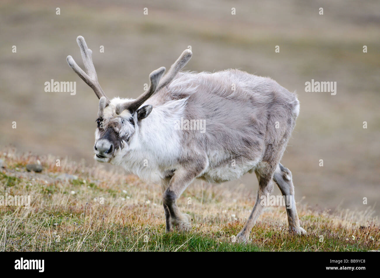 Male reindeer hi-res stock photography and images - Alamy