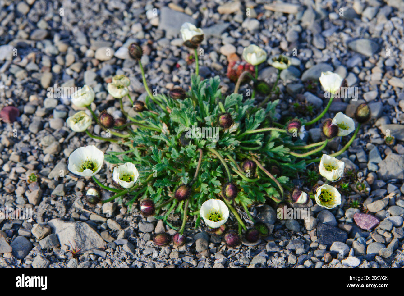 Svalbard Poppy the national flower of the archipelago Stock Photo - Alamy