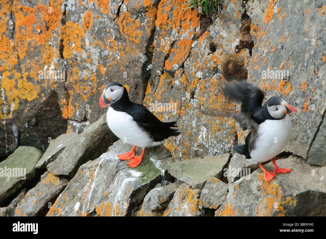 Puffin mating hi-res stock photography and images - Alamy