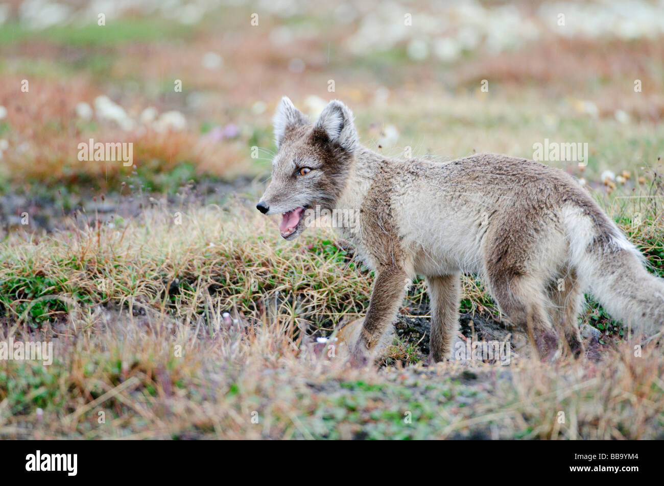 Vulpes lagopus hi-res stock photography and images - Alamy