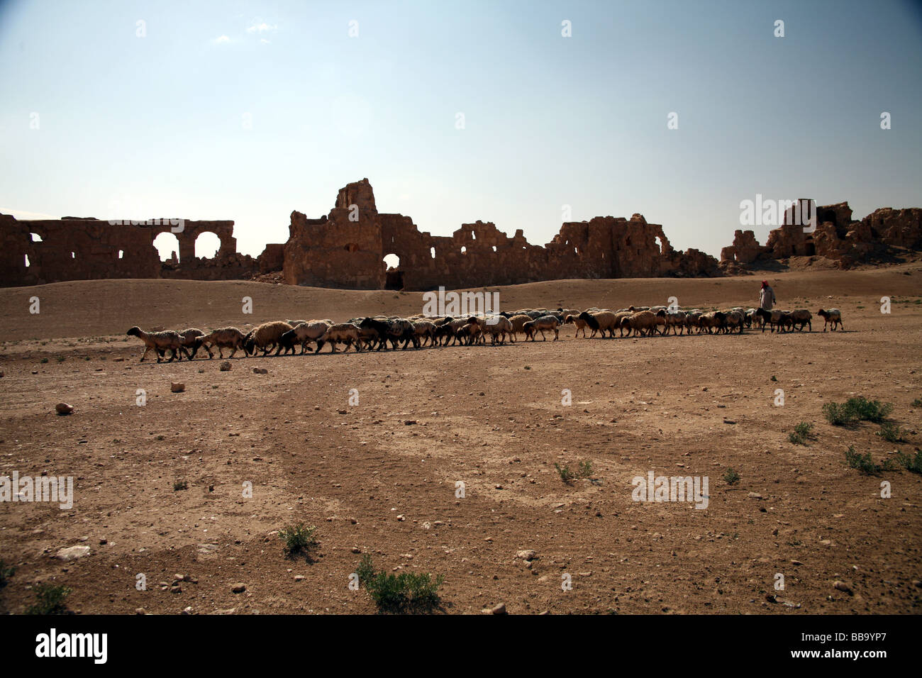 Boy desert shepherd hi-res stock photography and images - Alamy