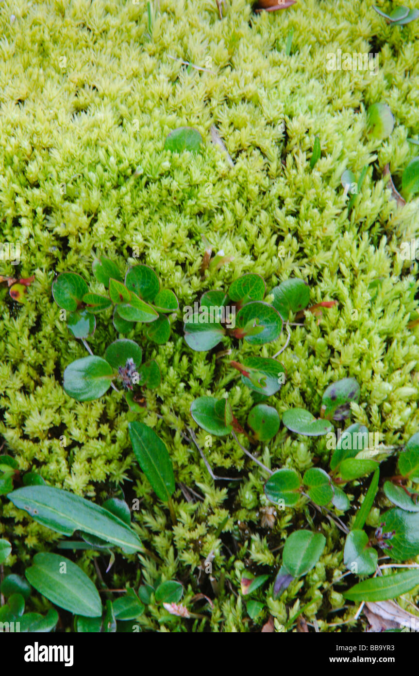 Planta s hi-res stock photography and images - Alamy