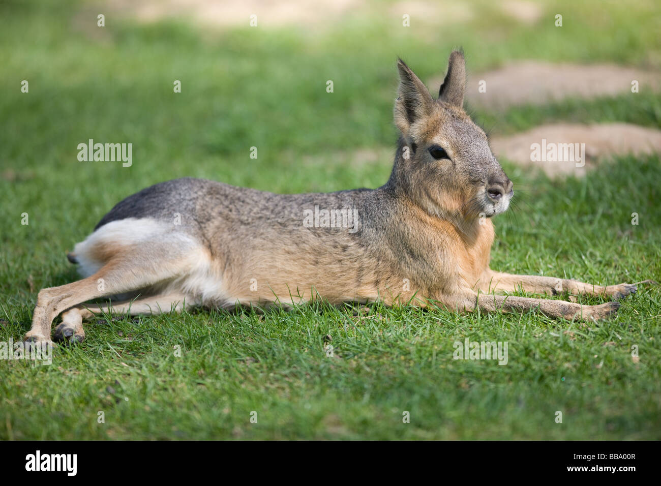 Dolichotis hi-res stock photography and images - Alamy