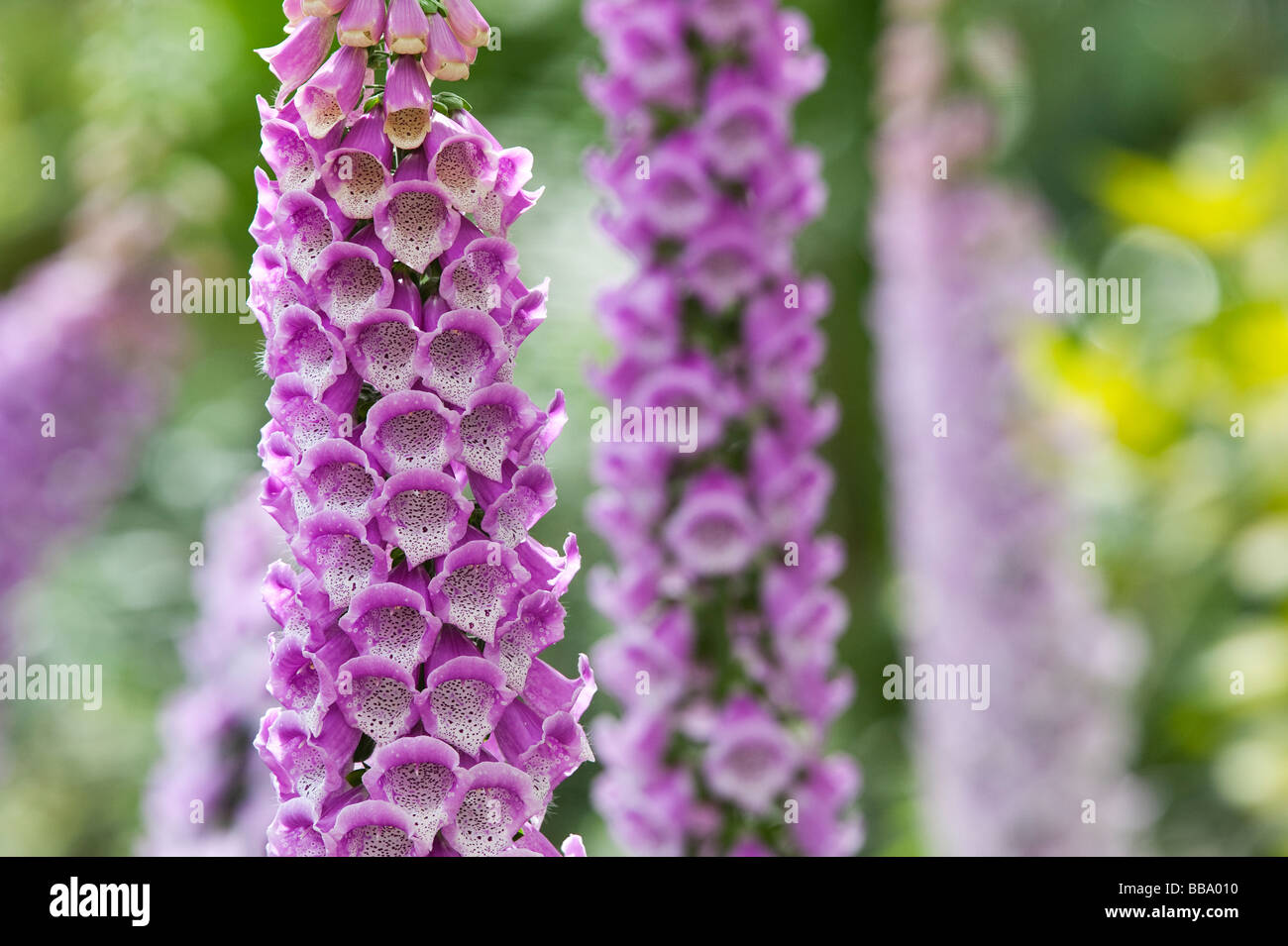 Digitalis purpurea, foxglove, flower display in the glasshouse at RHS ...