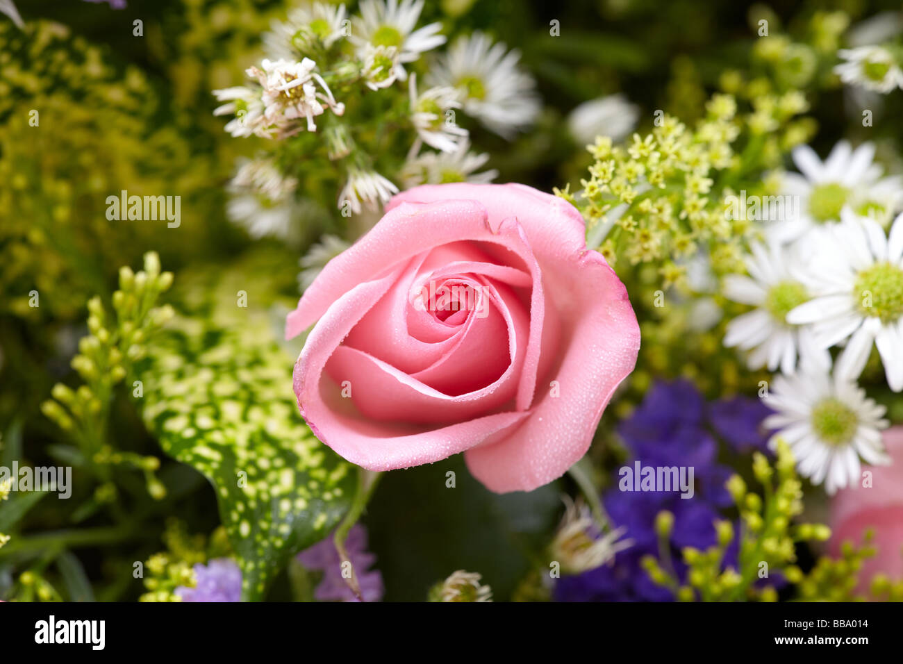 pink rose flower bloom Stock Photo - Alamy