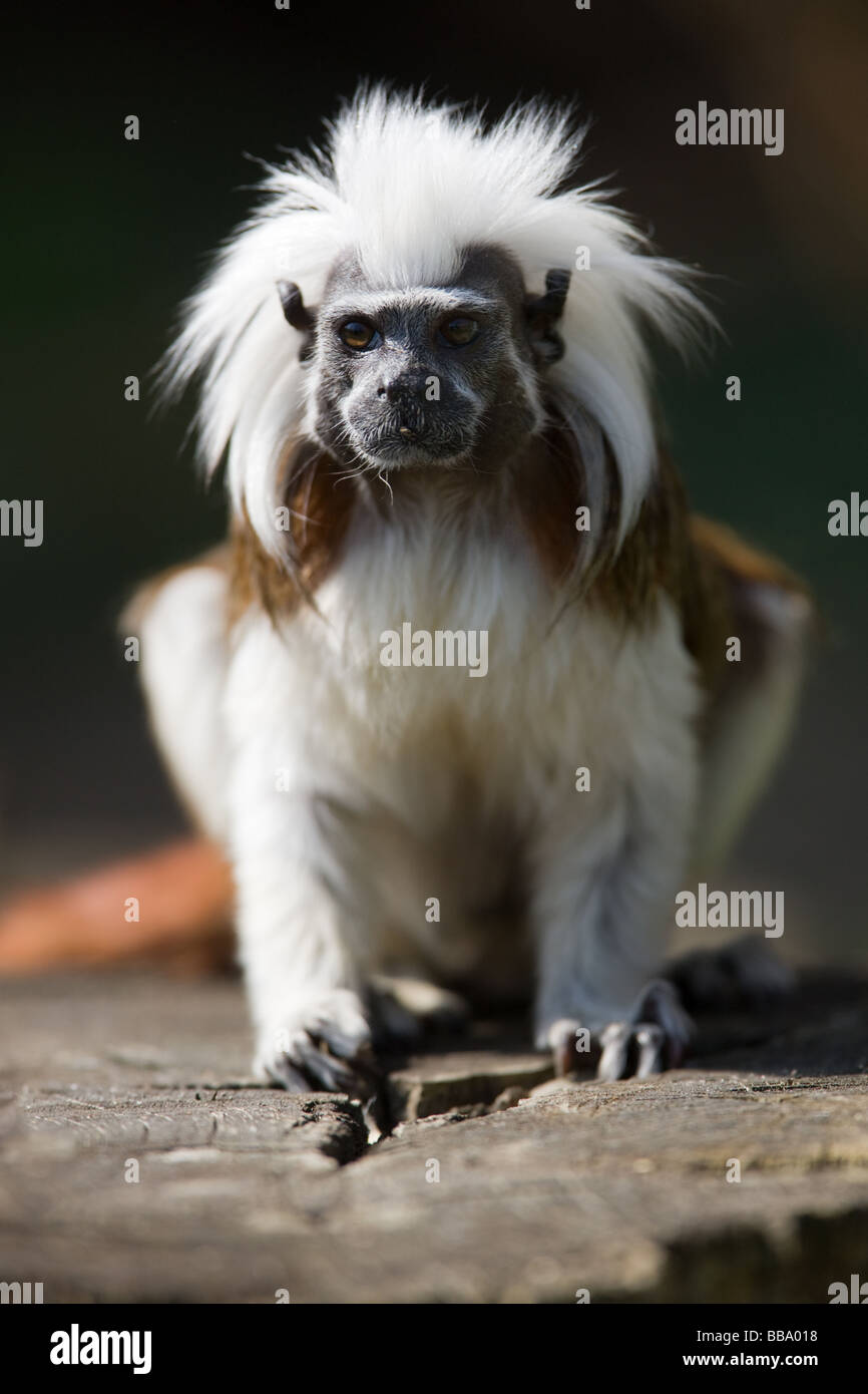 Cotton top Tamarin - Saguinus oedipus Stock Photo - Alamy