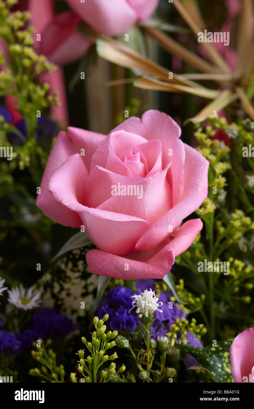 pink rose flower bloom Stock Photo - Alamy