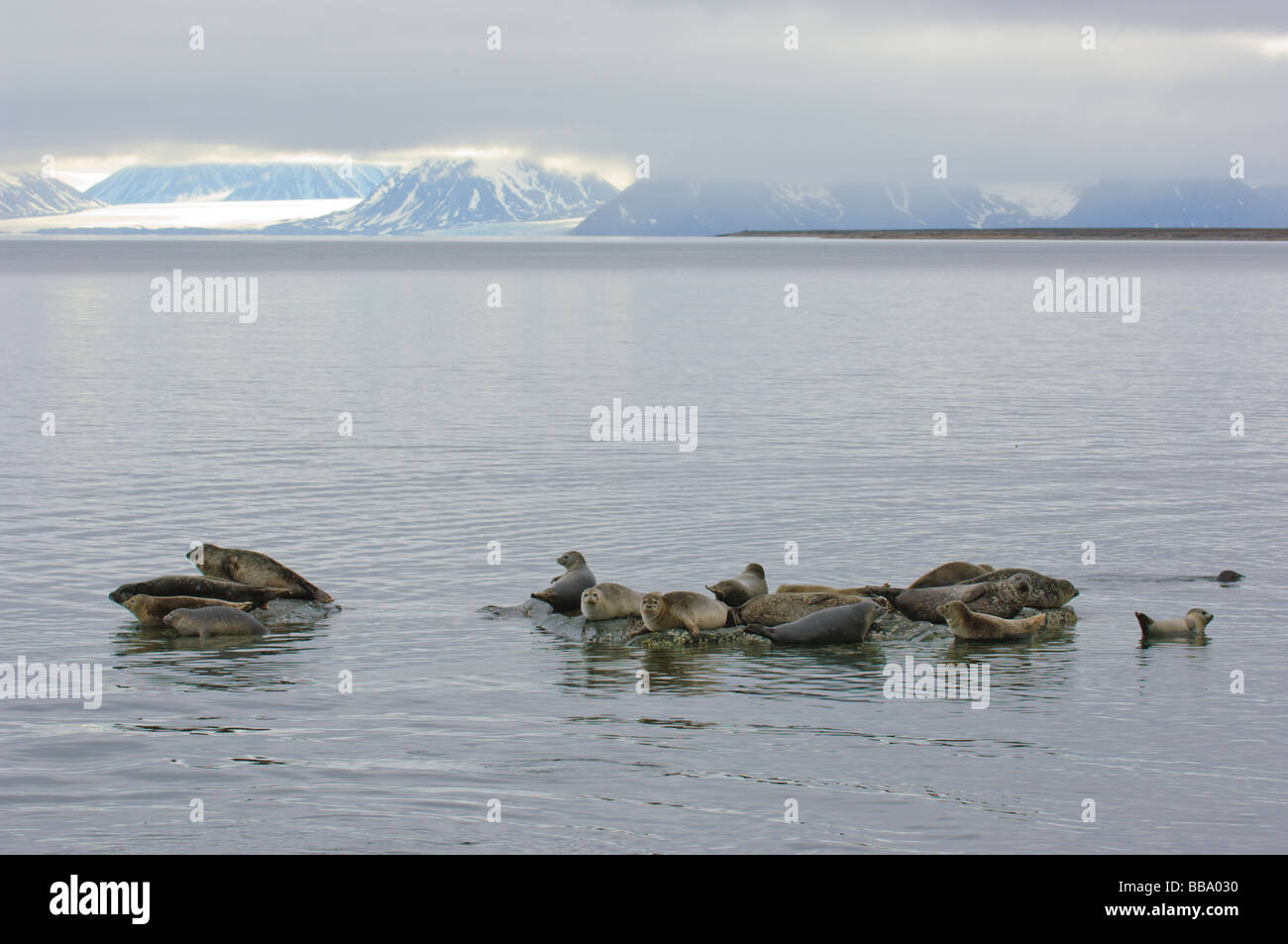 Common Seal colony in Prince Karl land Svalbard Stock Photo - Alamy
