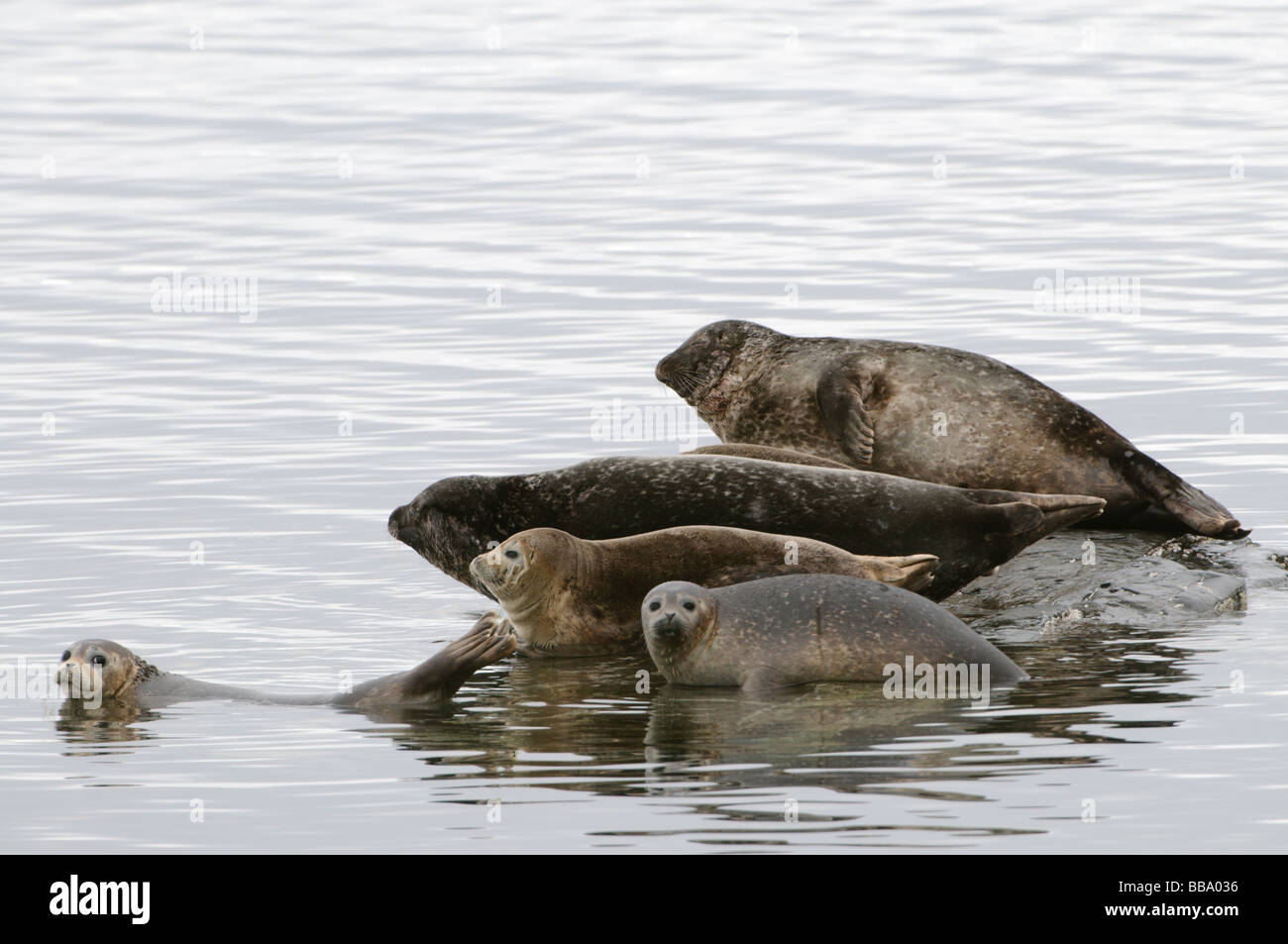 Common Seal colony in Prince Karl land Svalbard Stock Photo - Alamy