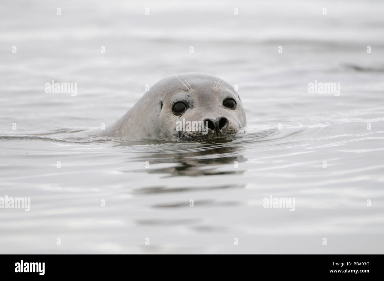 Common Seal colony in Prince Karl land Svalbard Stock Photo - Alamy