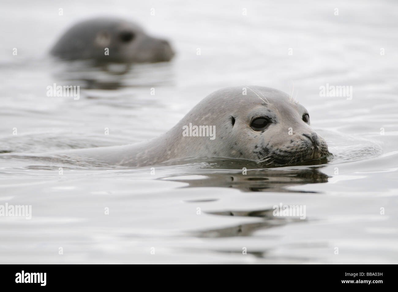Common seal in the ocean hi-res stock photography and images - Alamy