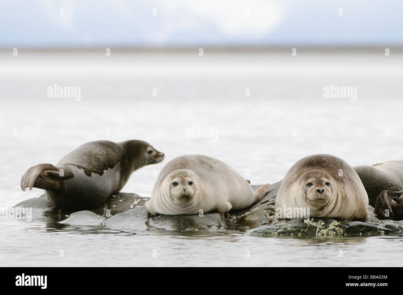 Common Seal colony in Prince Karl land Svalbard Stock Photo - Alamy
