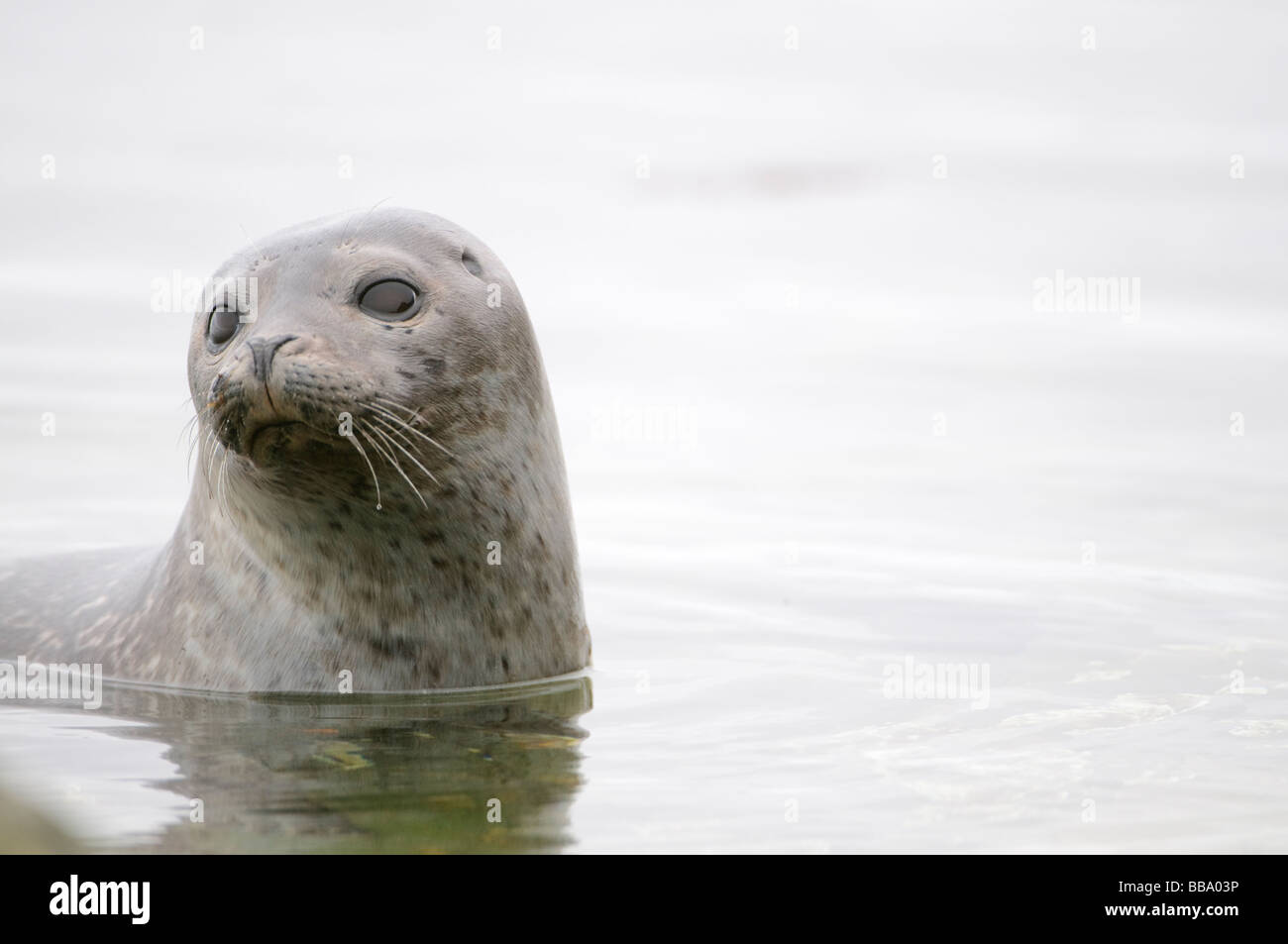 Common Seal colony in Prince Karl land Svalbard Stock Photo - Alamy