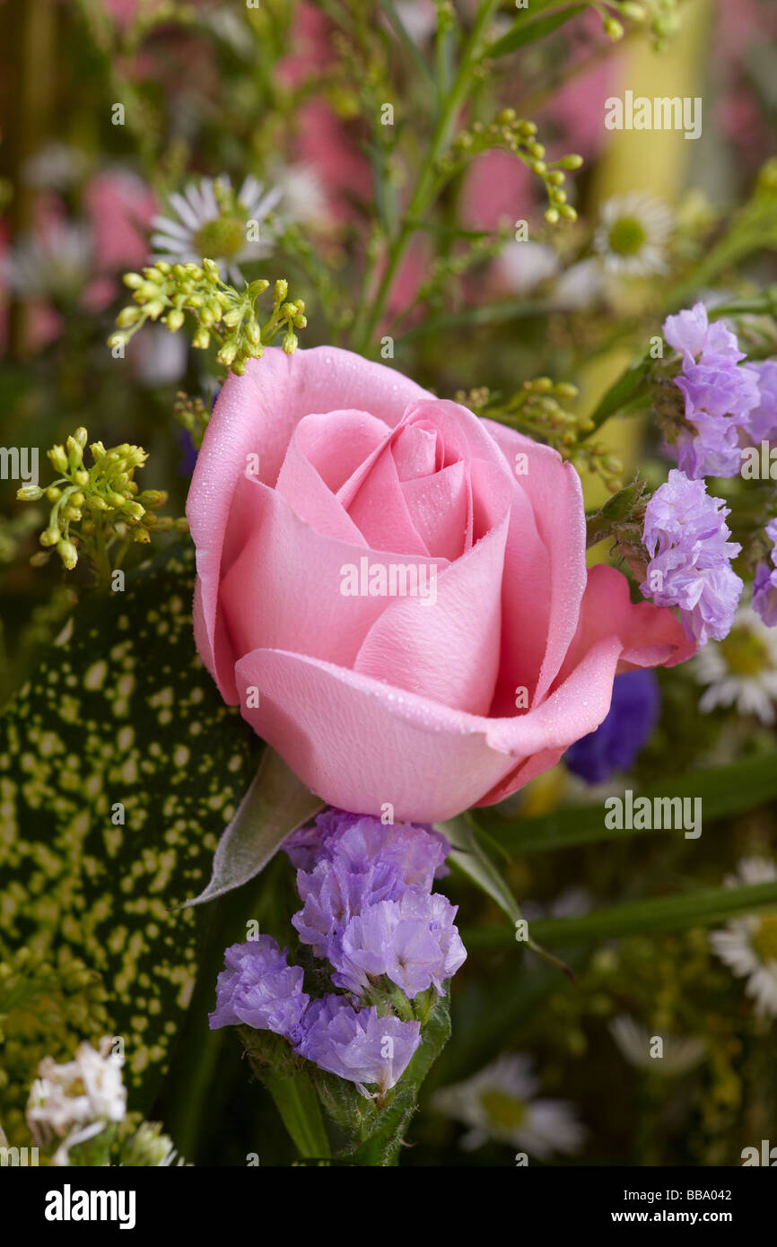 pink rose flower bloom Stock Photo - Alamy