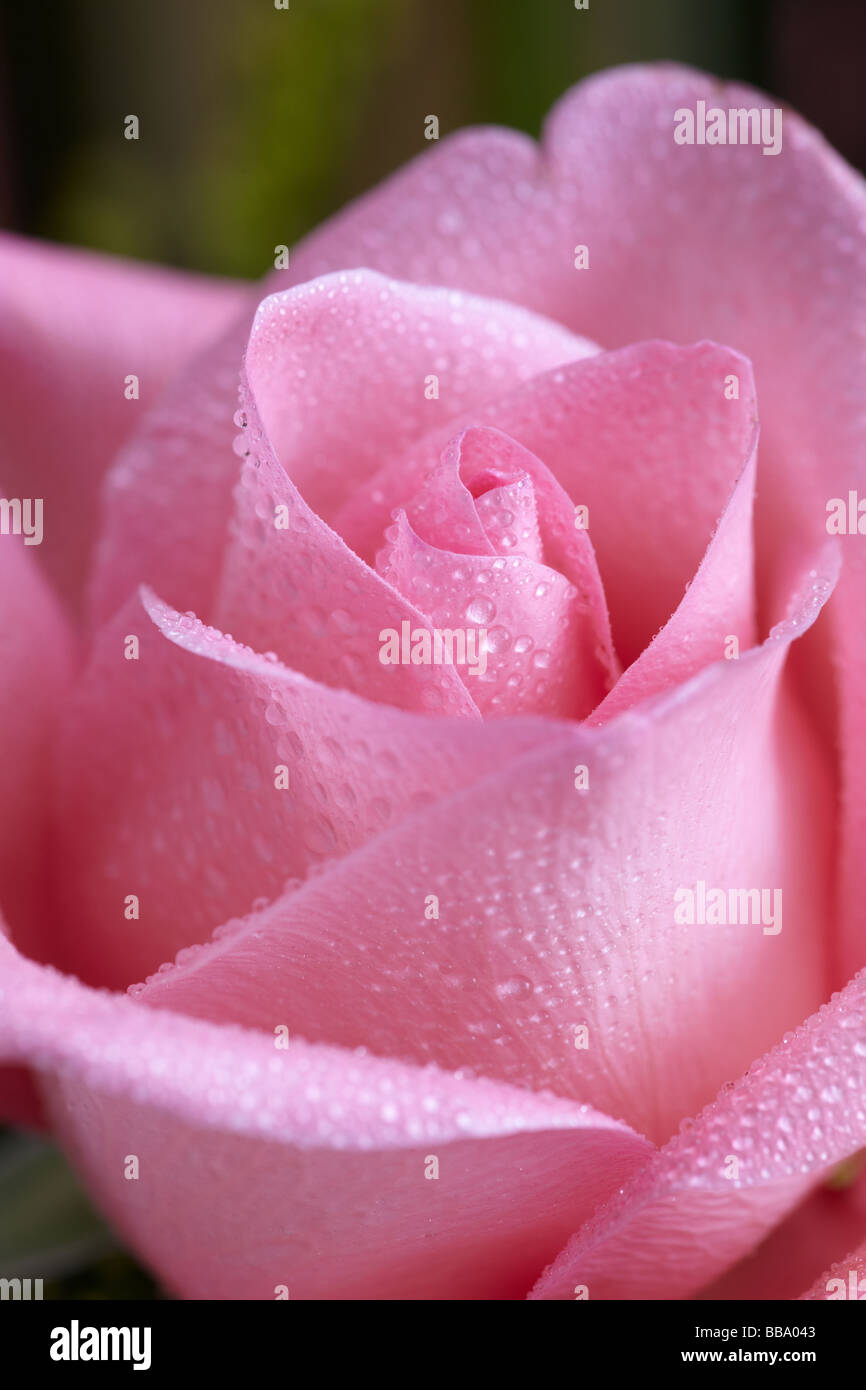 pink rose flower bloom Stock Photo - Alamy