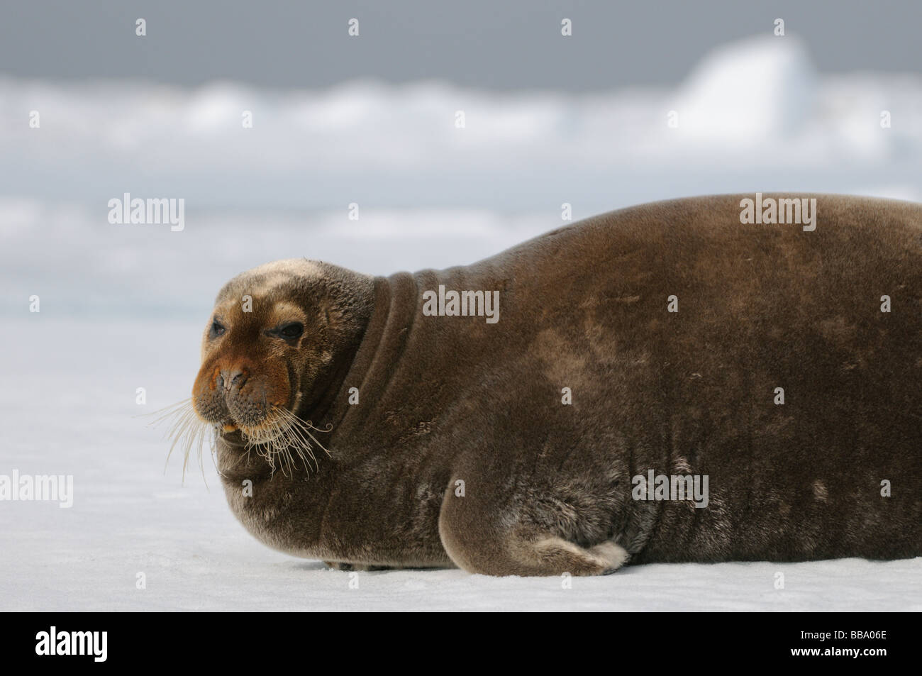 Bearded Seal resting on a floating ice pack near the polar cap bank ...