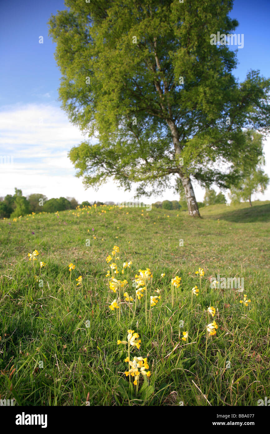 Yellow Cowslip Flowers Primula veris Spring Hills and Holes National ...
