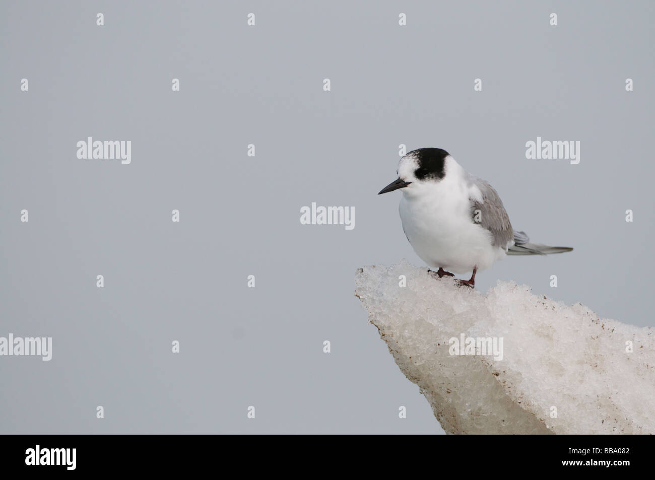 Immature Arctic Stern perched on top of a floating iceberg Svalbard ...