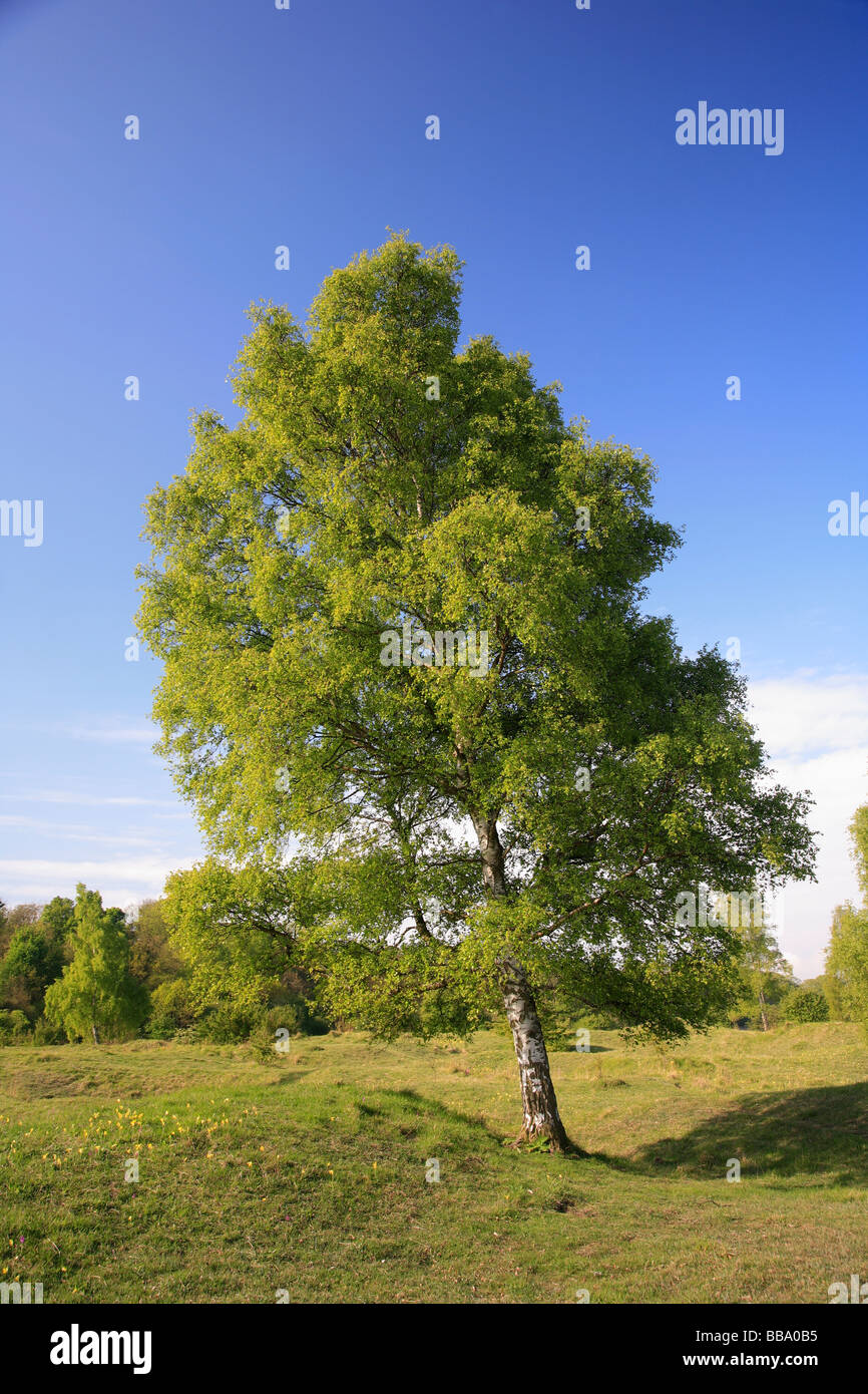 Silver birch trees betula hi-res stock photography and images - Alamy