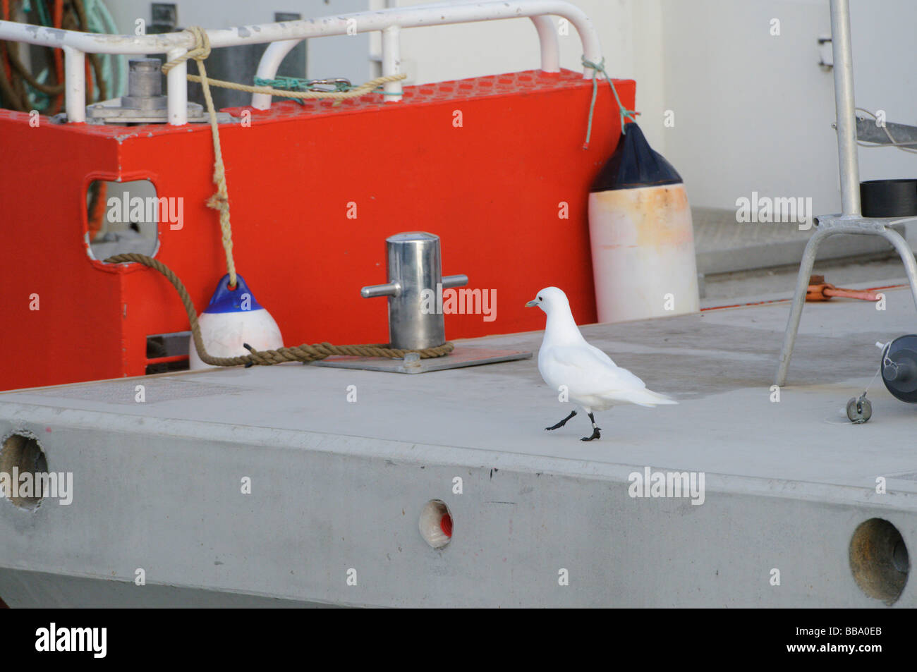 Marfil animal hi-res stock photography and images - Alamy