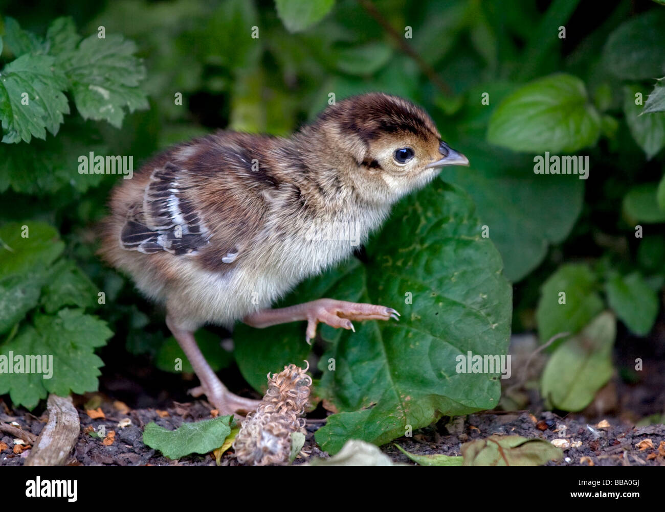 Baby pheasants hi-res stock photography and images - Alamy