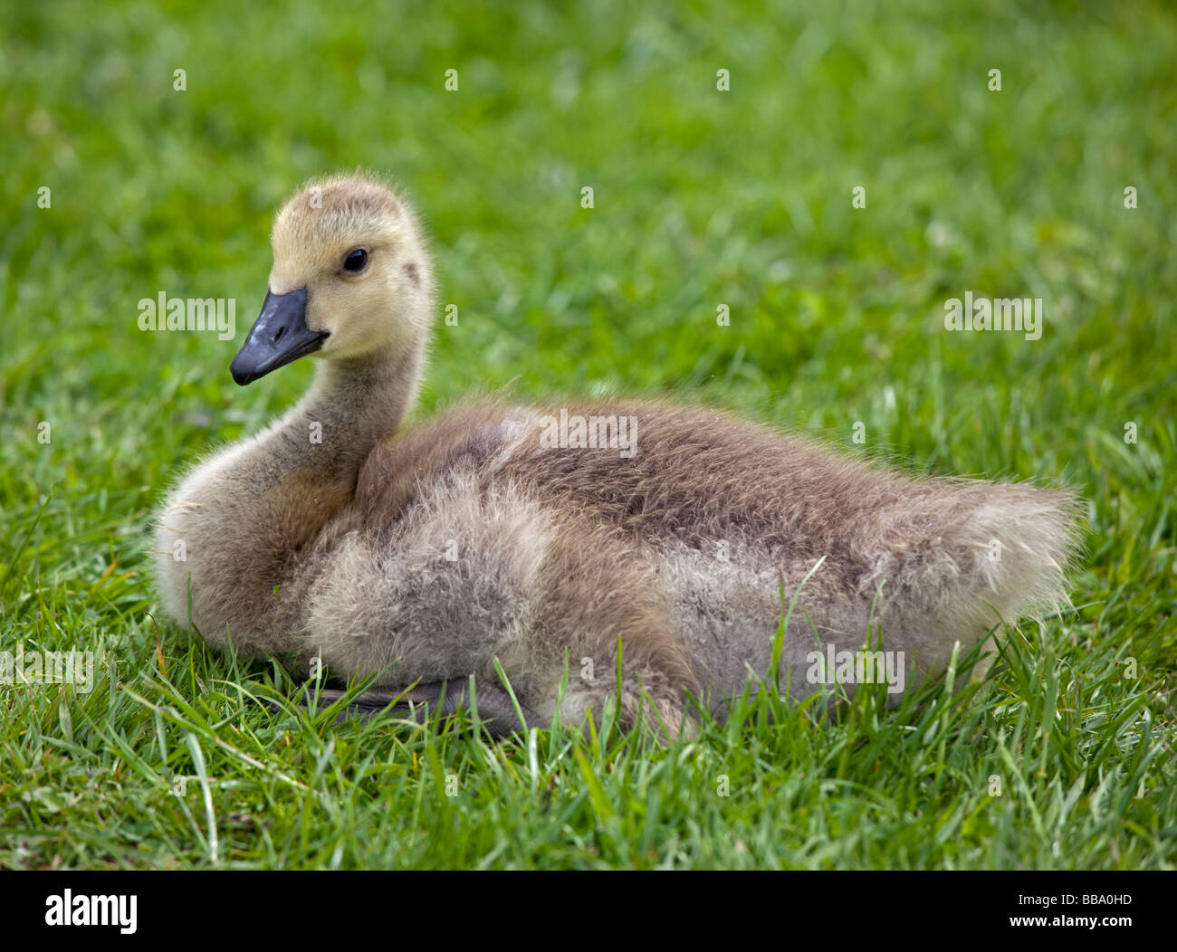 Goose And Gosling